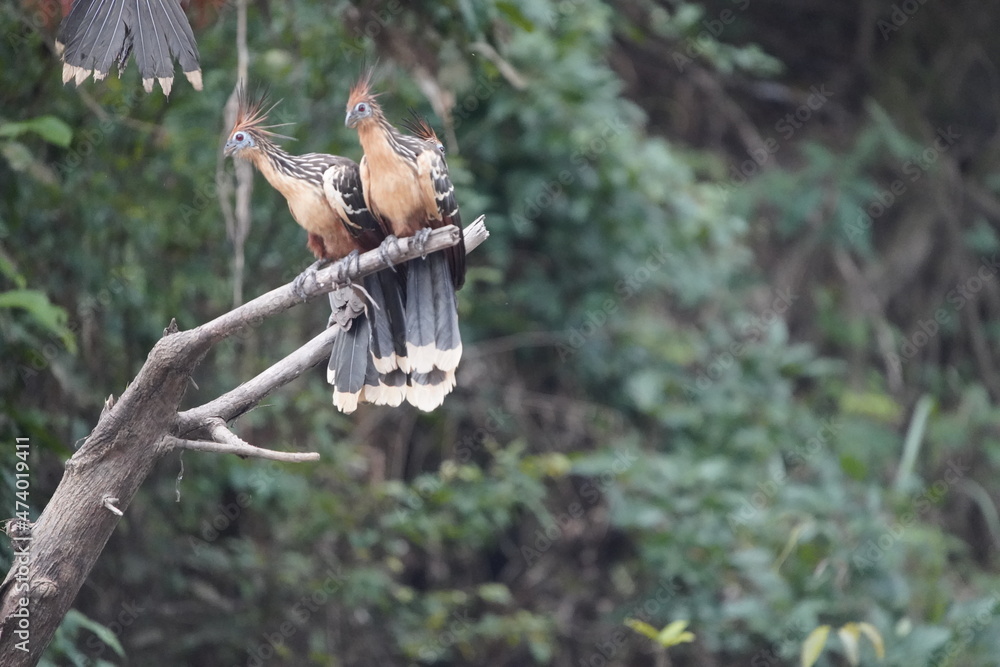 Hoatzin (Opisthocomus hoazin), also known as the reptile bird, skunk ...