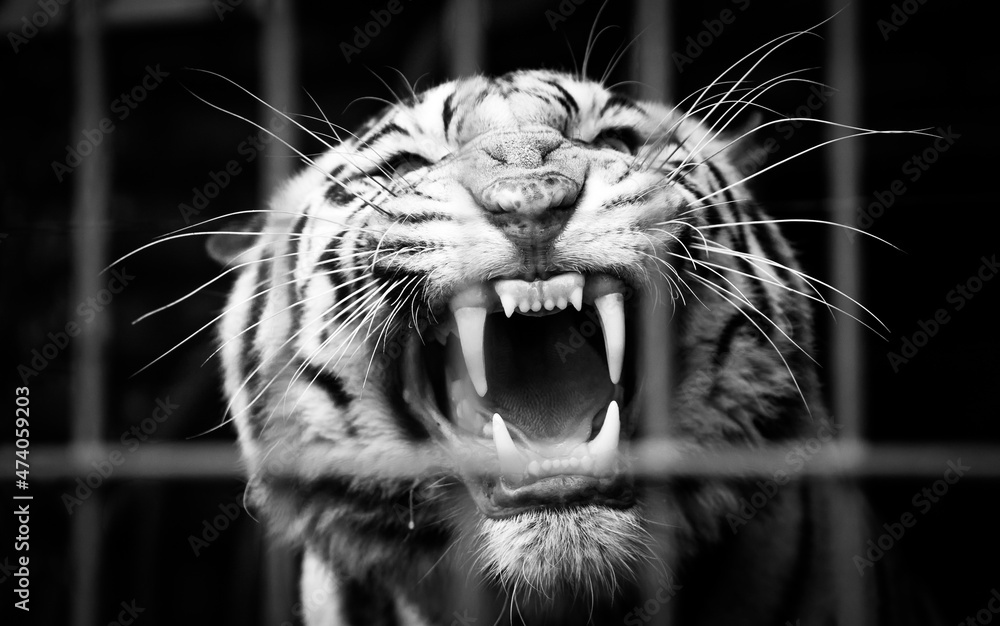 White Bengal tiger (Panthera tigris tigris) in captivity, hissing and ...