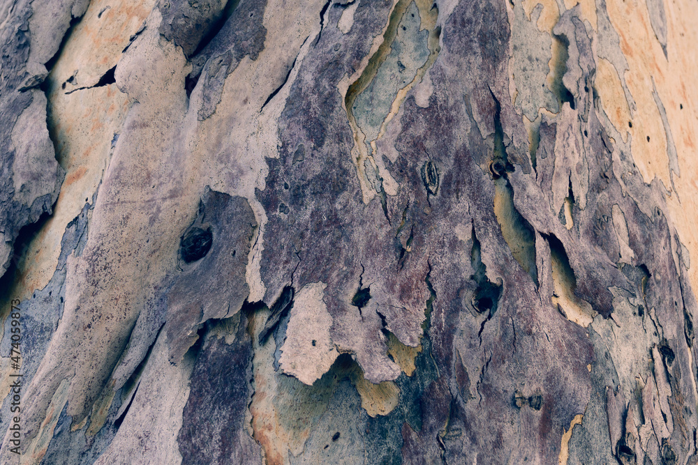 Textured Gum tree Bark euqualipt for background or screen saver Stock ...