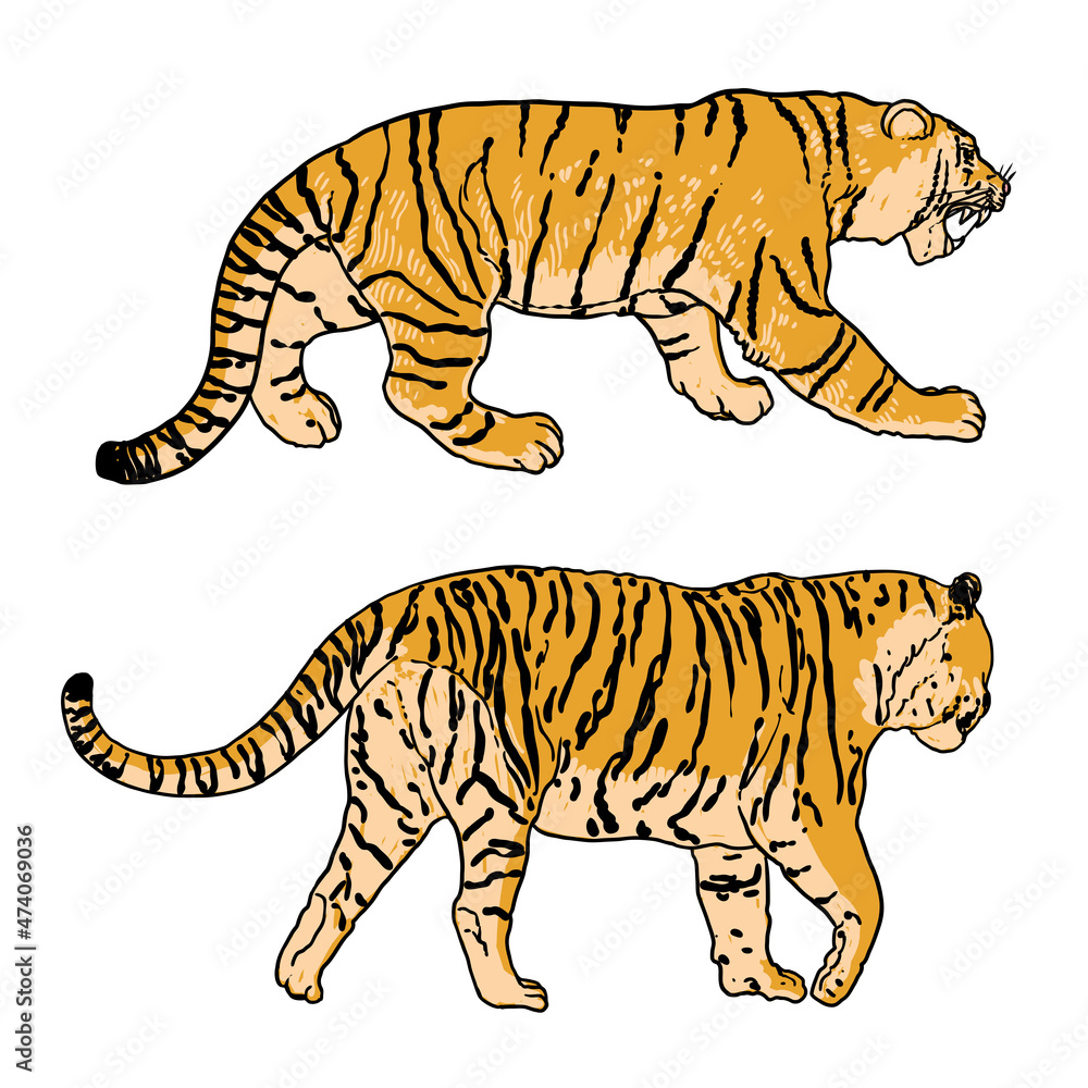 Set of realistic tigers in different poses and movement roaring ...