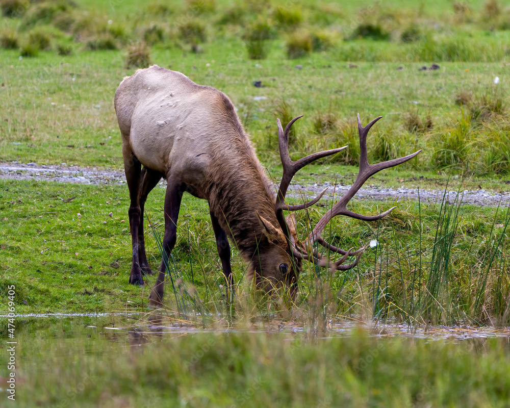Elk Stock Photo and Image. Male close-up profile view drinking water ...