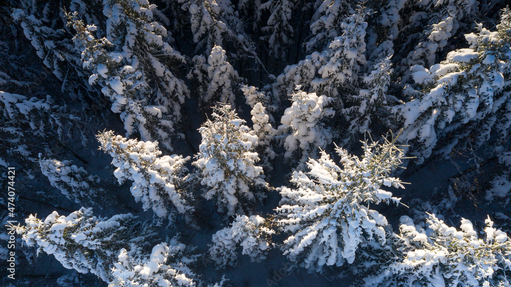 Aerial top down view to the snow and frost clad spruce forest stand ...