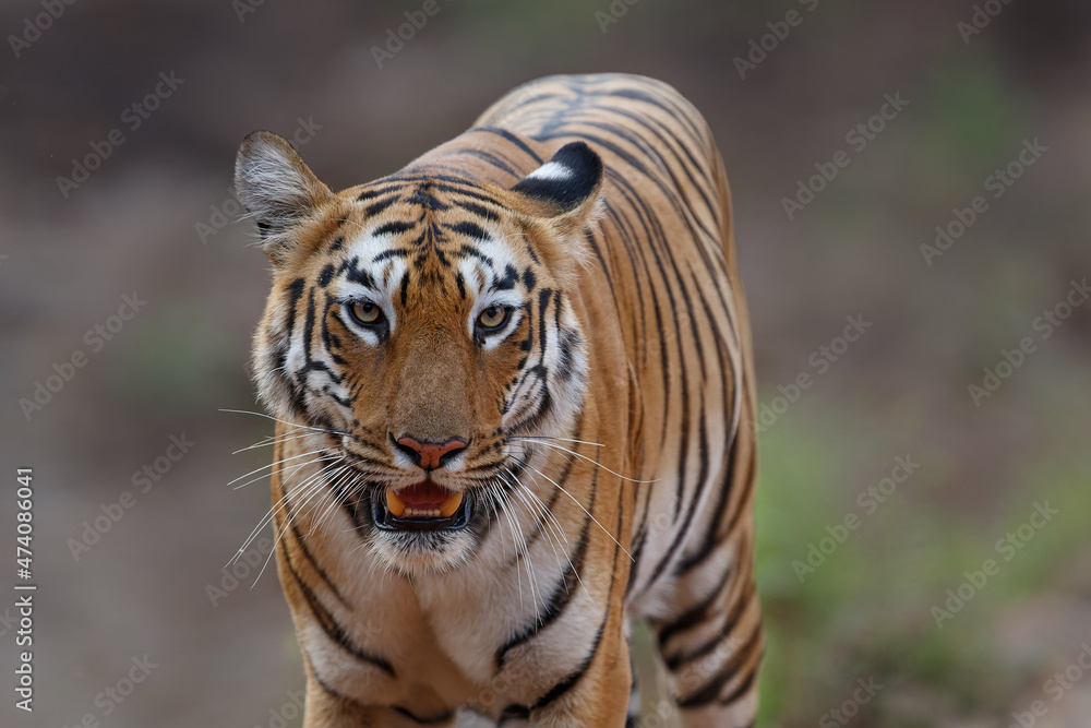 Portrait of a Female tiger in Tadoba National Park in India Stock Photo ...