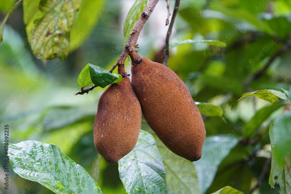 Cupuaçu (Theobroma grandiflorum) Malvaceae family. Stock Photo | Adobe ...