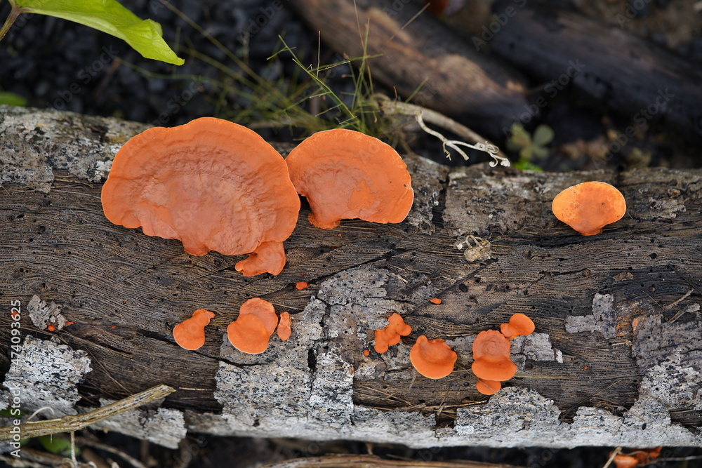 Pycnoporus sanguineus is a saprobic fungus, Polyporaceae family. Amazon ...