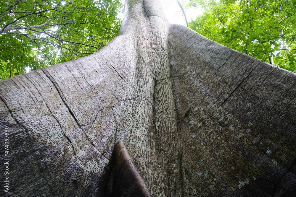Samaúma tree (Ceiba pentandra) Malvaceae family. Amazon rainforest ...
