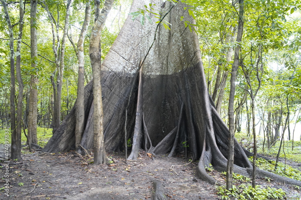 Samaúma tree (Ceiba pentandra) Malvaceae family. Amazon rainforest ...