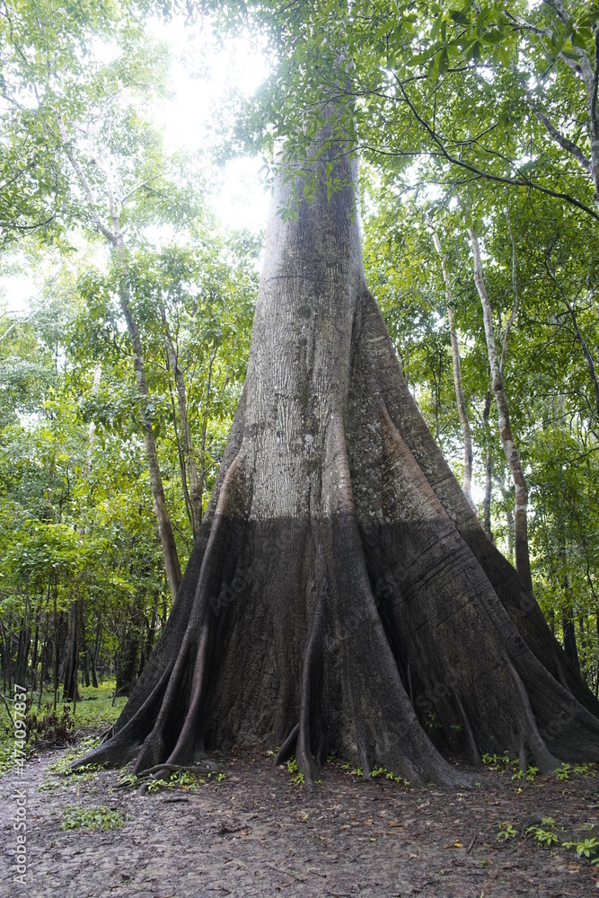 Samaúma tree (Ceiba pentandra) Malvaceae family. Amazon rainforest ...