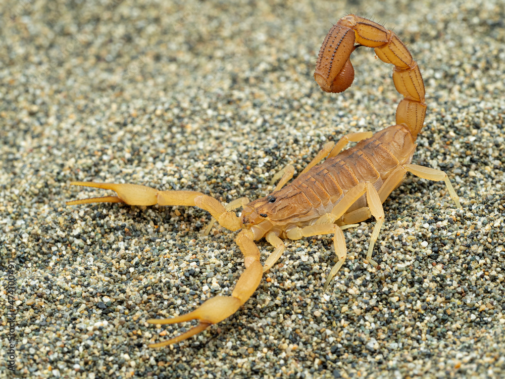 PC040019 Side view of a highly venomous Indian red scorpion ...