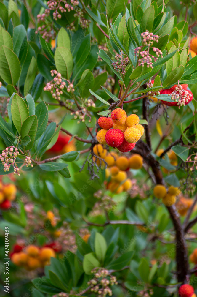 Botanical collection, ripe colorful flowers of Arbutus unedo ...