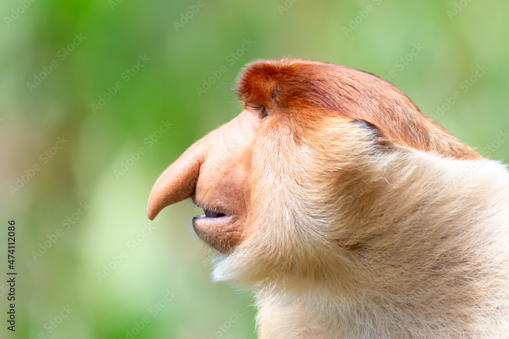 The proboscis monkey (Nasalis larvatus) or long-nosed monkey is a ...