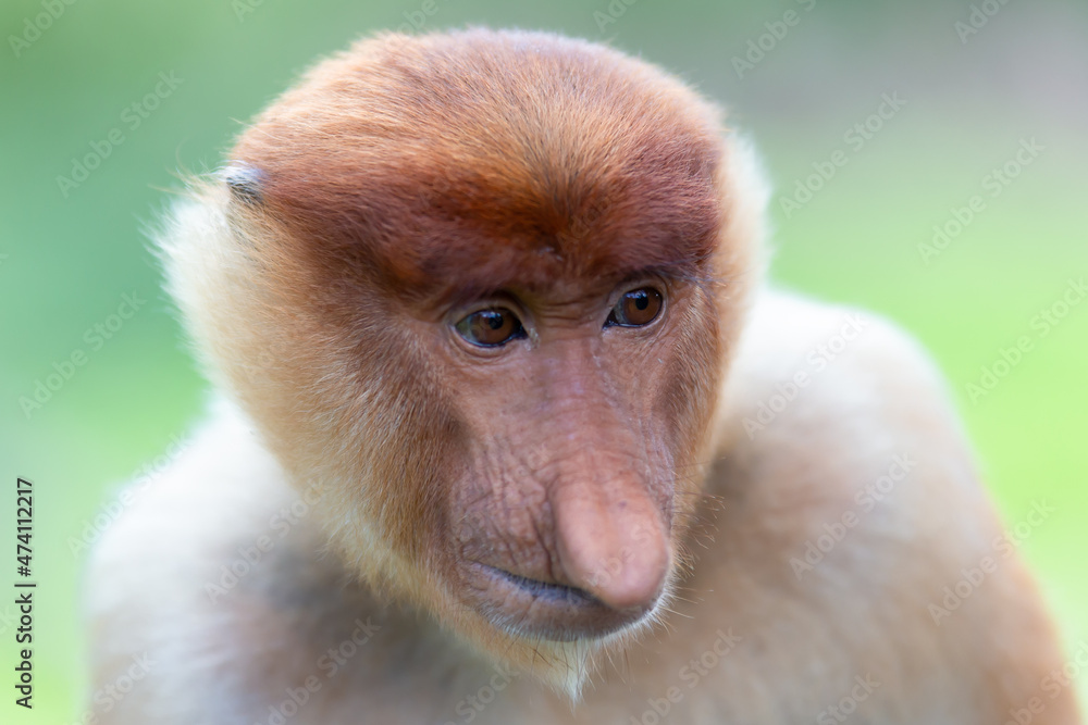 The proboscis monkey (Nasalis larvatus) or long-nosed monkey is a ...