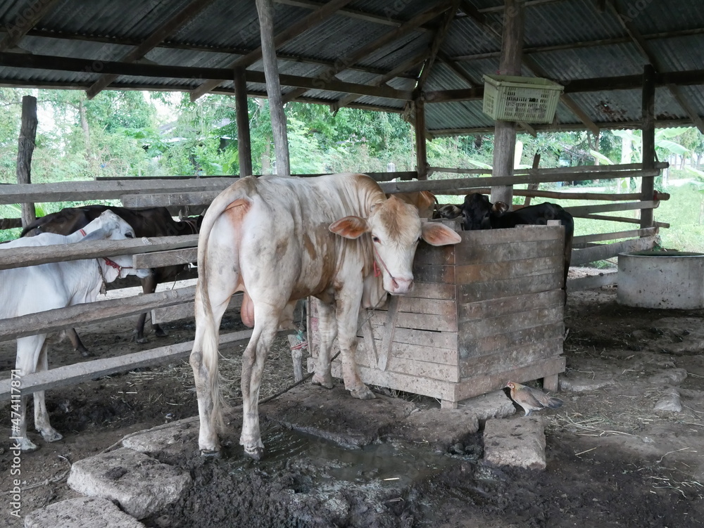 cow in the stall at farm. Stock Photo | Adobe Stock