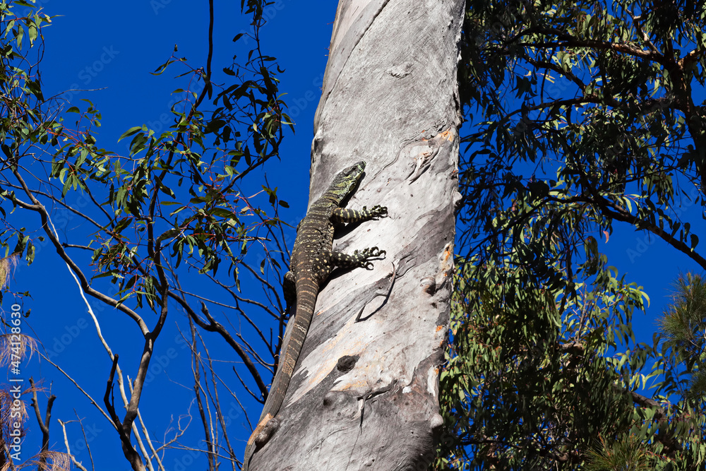 The lace monitor or tree goanna (Varanus varius) is a member of the ...