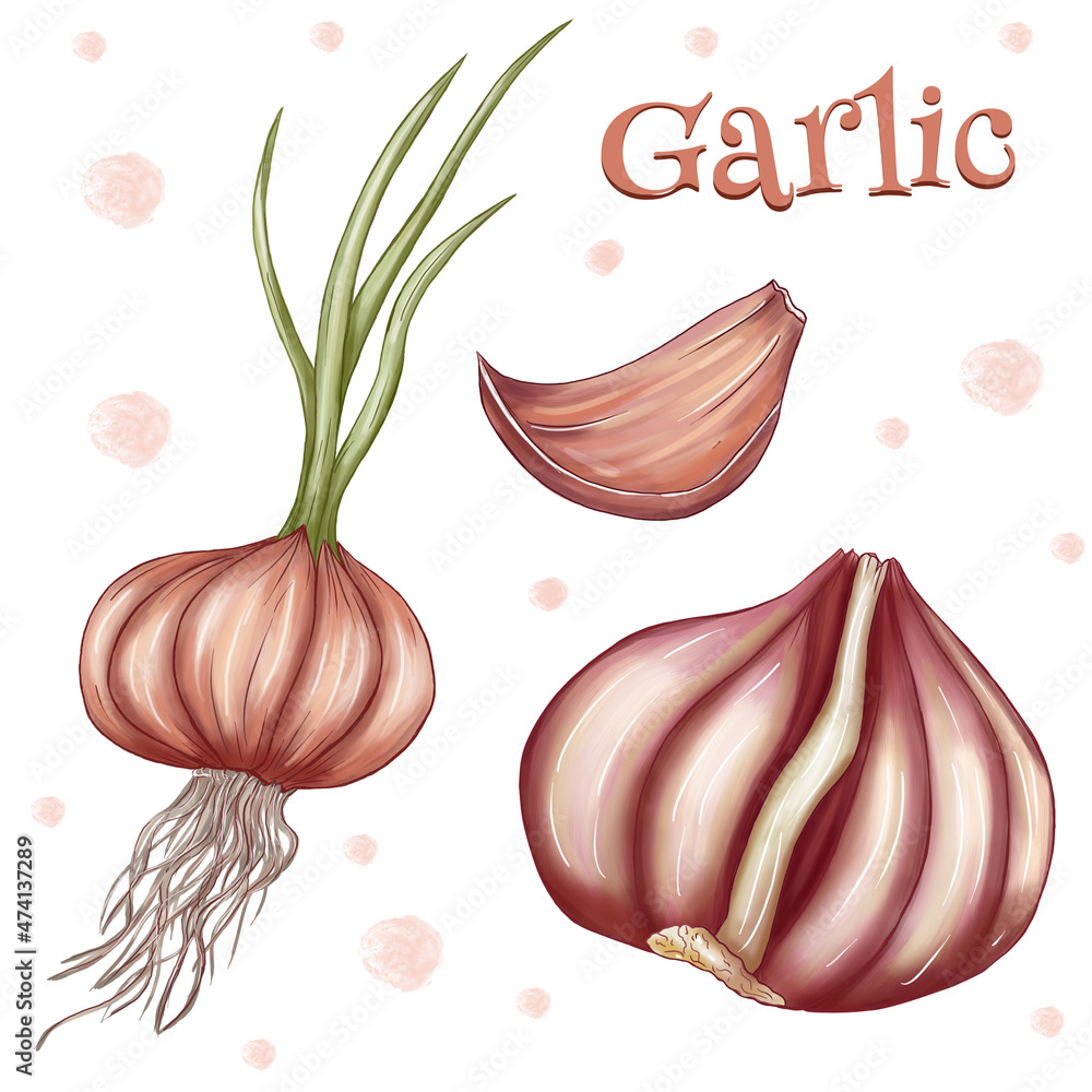 Garlic Clove Illustration