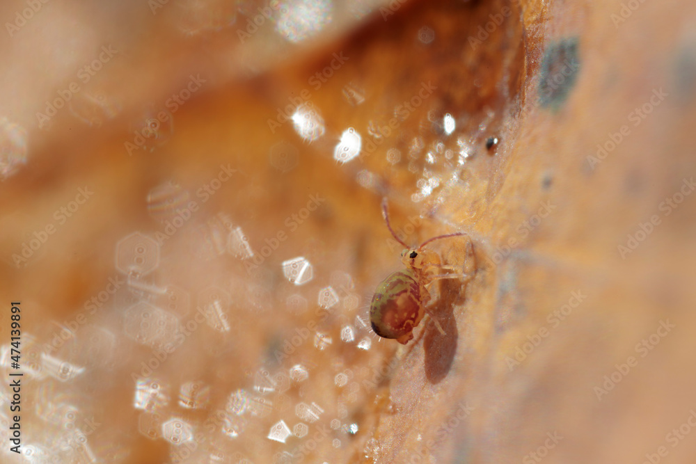 Globular springtail Dicyrtomina ornata or fusca in very close view ... Globular springtail Dicyrtomina ornata or fusca in very close view ...