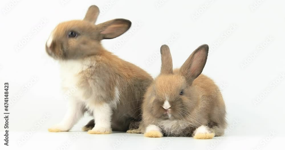 Lovely bunny easter fluffy baby rabbits playing together on white ...
