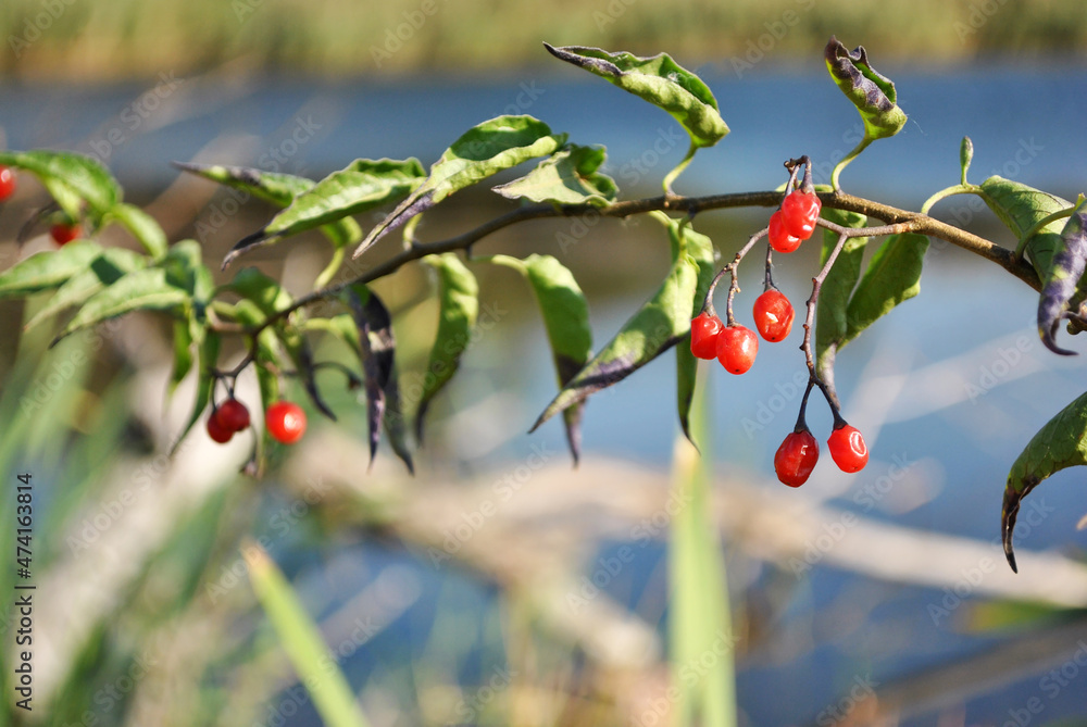 Solanum dulcamara ( bittersweet nightshade, Amara Dulcis, climbing ...