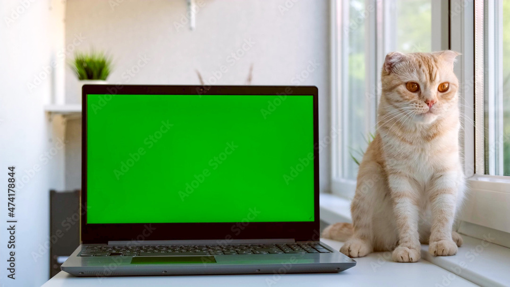 Red cat breed Scottish fold sitting near laptop green screen. Cat food ...