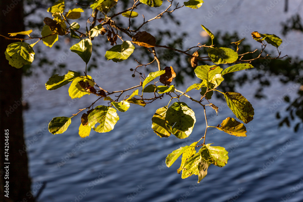 Grey alder (alnus incana) autumnal leaves at water background. Speckled ...