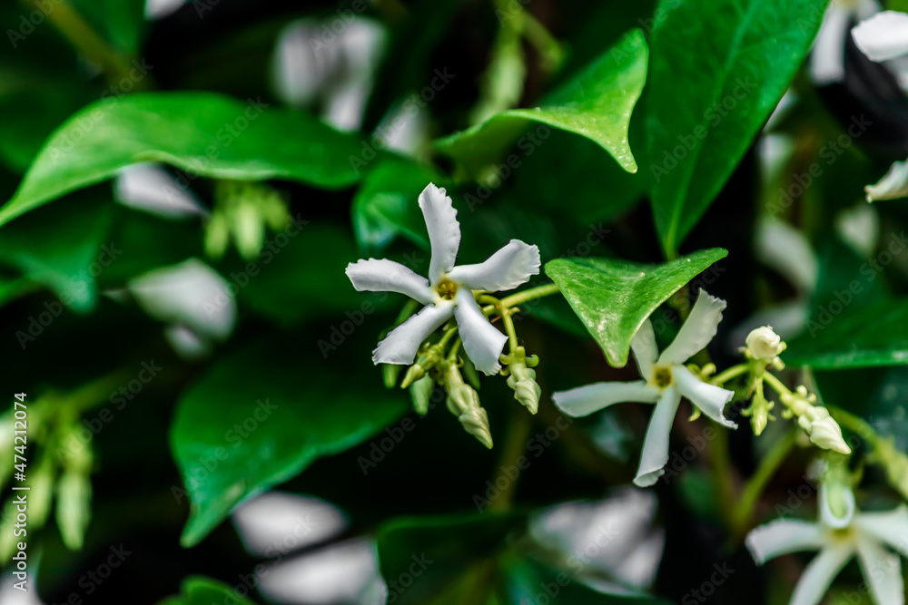 Jasminum officinale, common or summer jasmine, poet's jasmine, white ...