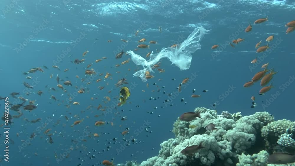 Underwater plastic pollution - A piece of plastic bag drifting above ...
