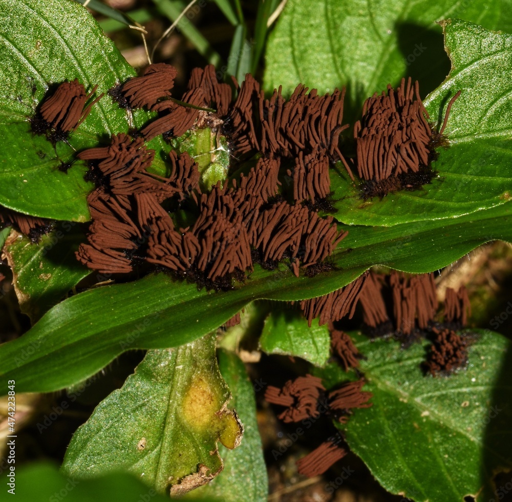 Stemonitis splendens, commonly known as the chocolate tube slime. This ...