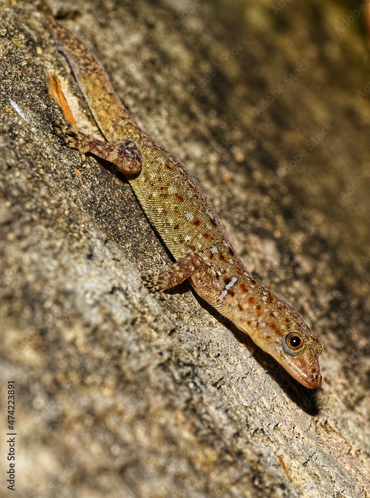 Wiegmann's striped gecko scientifically known as Gonatodes vittatus ...