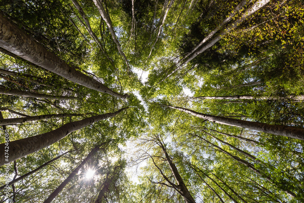 Cime des arbres en contre-plongée avec le soleil perçant la ramure ...