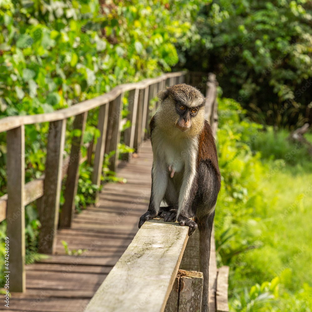 Fotografia do Stock: Mona Monkey at Lekki Conservation centre. The ...