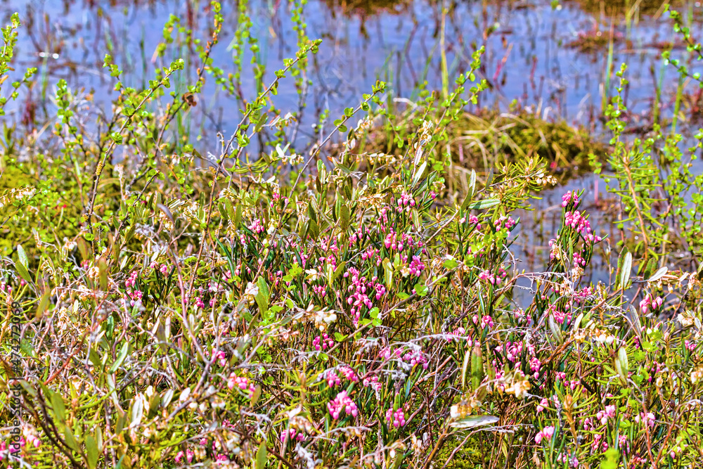 helium. Bog rosemary (Andromeda polifolia), Leatherleaf (Chamaedaphne ...