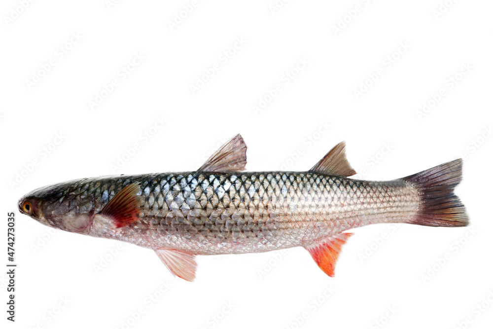 Red-finned mullet (Mugil soiuy, Redlip mullet (Liza haematocheilus ...