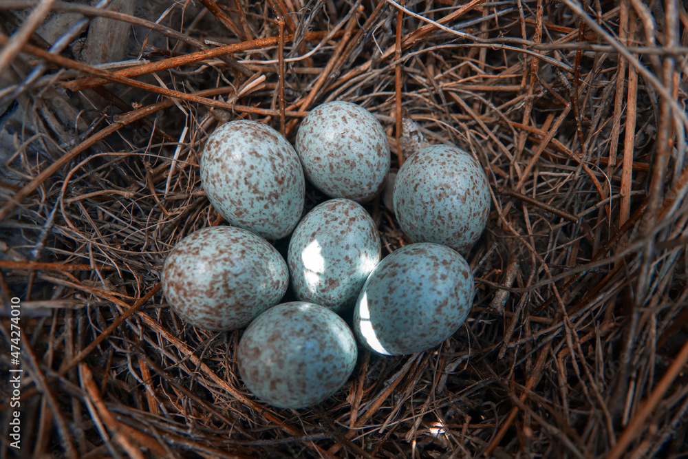 Magpie (Pica pica) nest is complex in structure. Massive elliptical ...