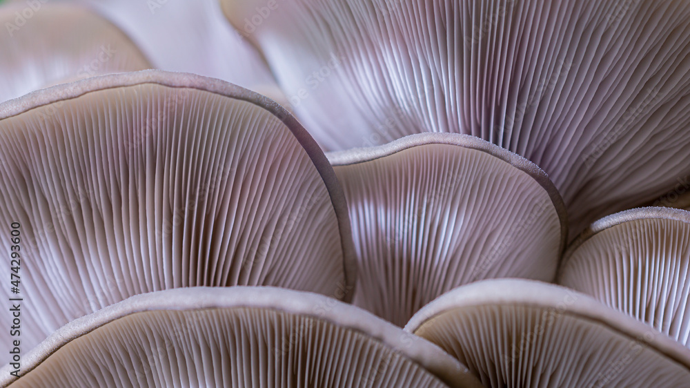 Mushroom texture pattern for design and decoration. Mushrooms macro ...