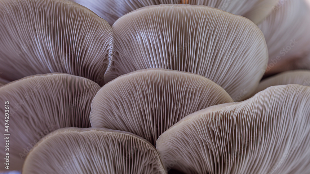 Mushroom texture pattern for design and decoration. Mushrooms macro ...