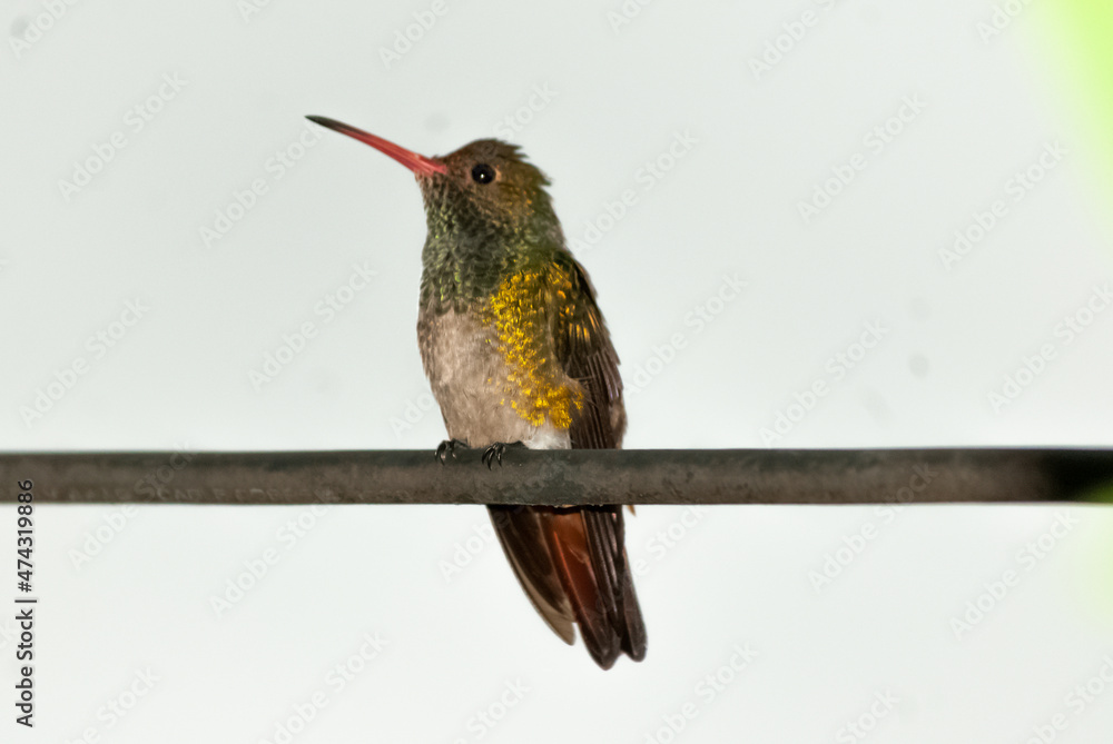 Colibrí Calzoncitos cobrizo (Eriocnemis cupreoventris) Stock Photo ...