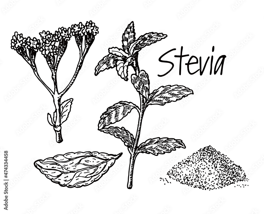 Stevia vector drawing. Herbal sketch of sweetener sugar substitute ...