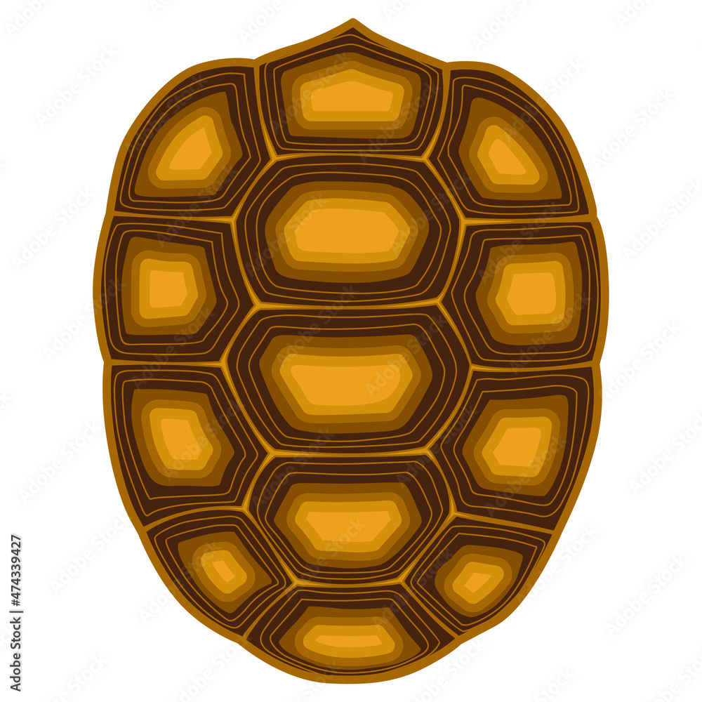Turtle and tortoise shell, sulcata, indian star, aldabra, galapagos ...