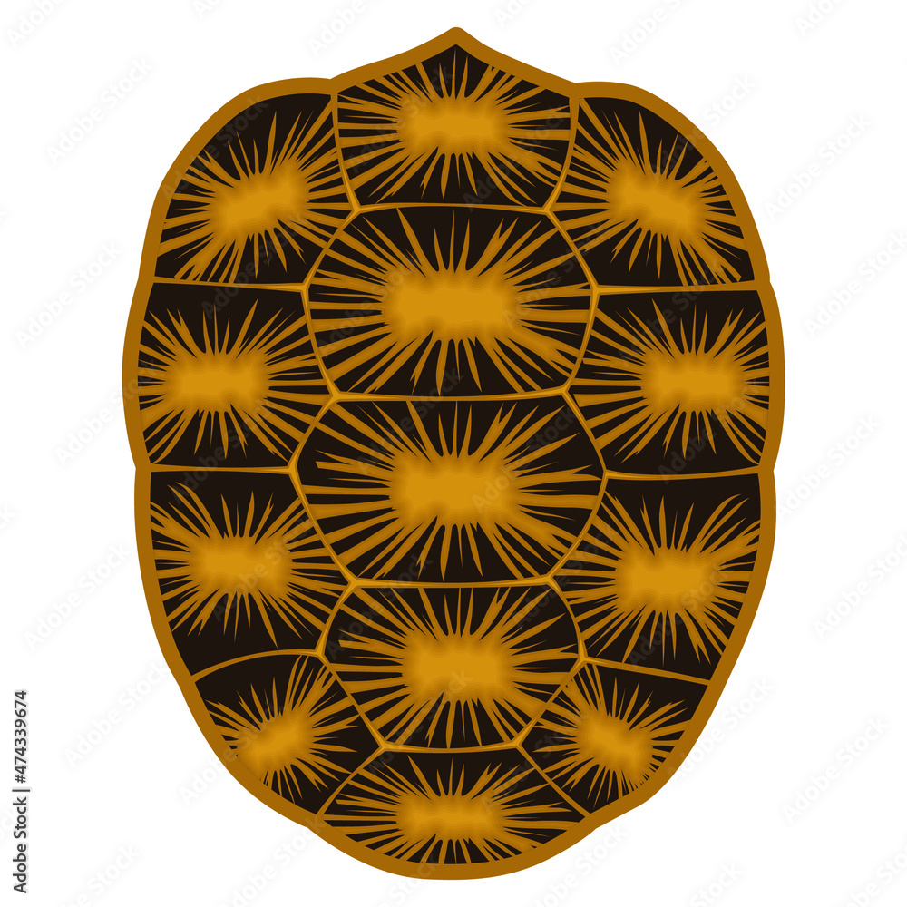 Turtle and tortoise shell, sulcata, indian star, aldabra, galapagos ...