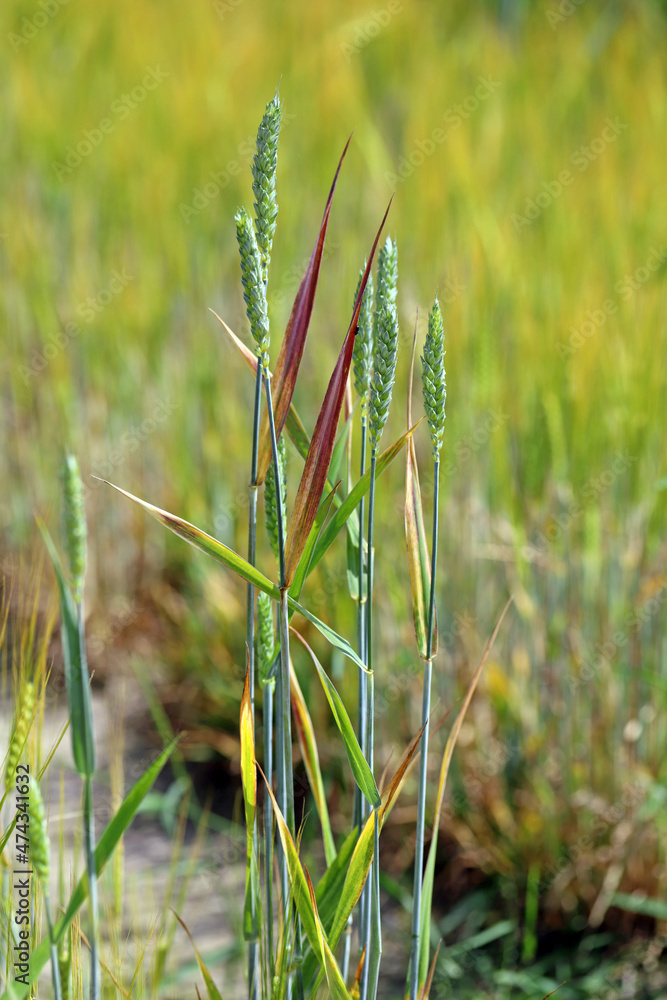 Barley yellow dwarf (BYD) is a plant disease caused by the barley ...