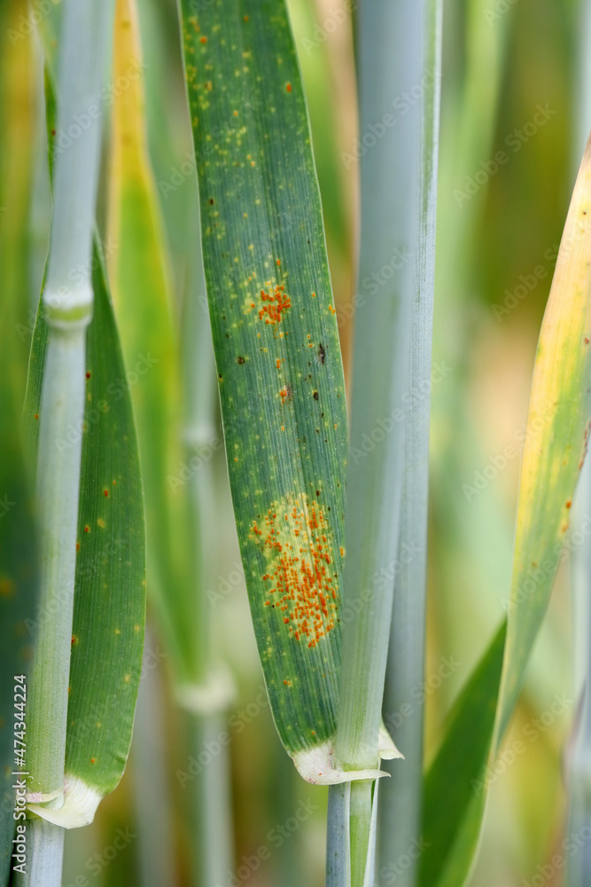 Stem rust, also known as cereal rust, black rust, red rust or red dust ...