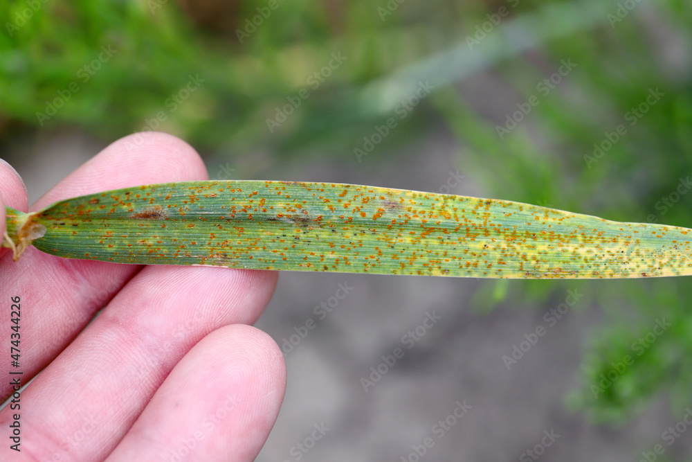 Stem rust, also known as cereal rust, black rust, red rust or red dust ...
