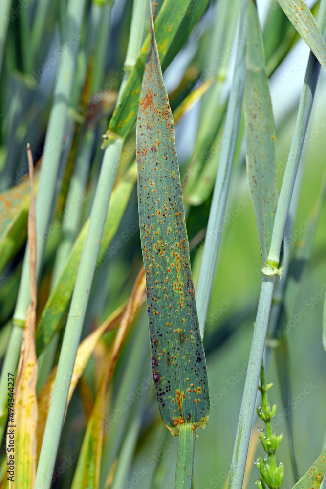 Stem rust, also known as cereal rust, black rust, red rust or red dust ...
