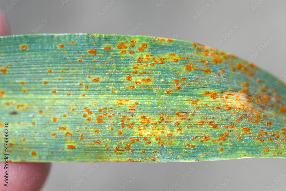 Stem rust, also known as cereal rust, black rust, red rust or red dust ...