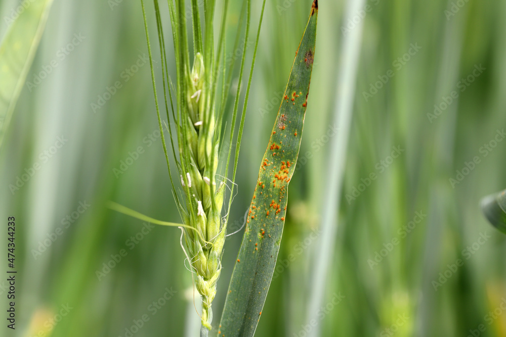 Stem rust, also known as cereal rust, black rust, red rust or red dust ...
