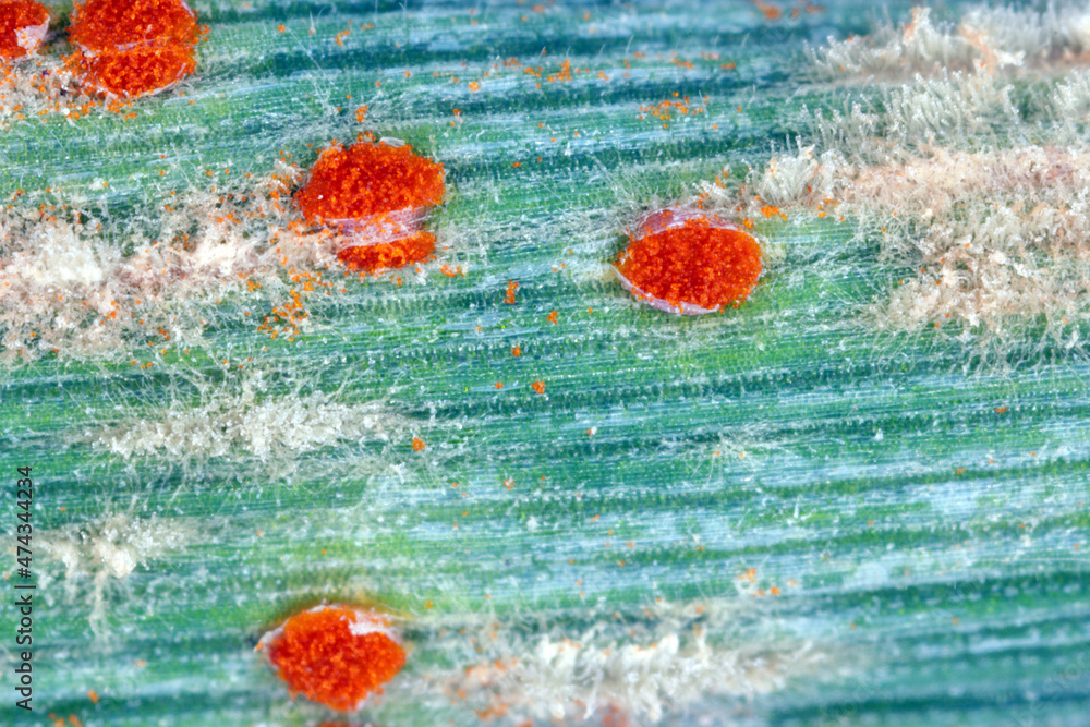 The stem, black, and cereal rusts are caused by the fungus Puccinia ...