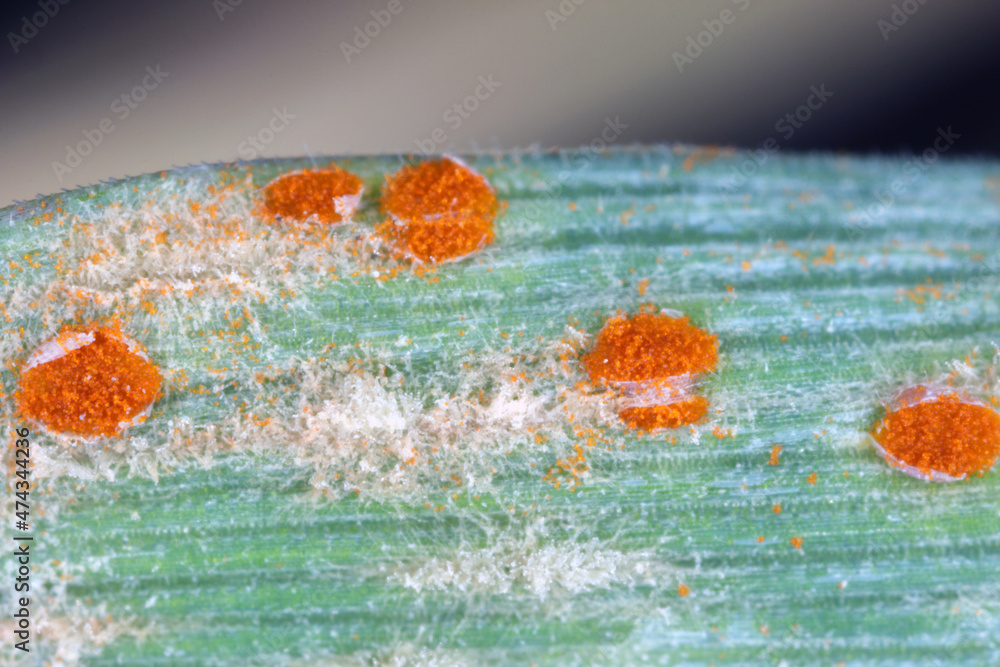 The stem, black, and cereal rusts are caused by the fungus Puccinia ...