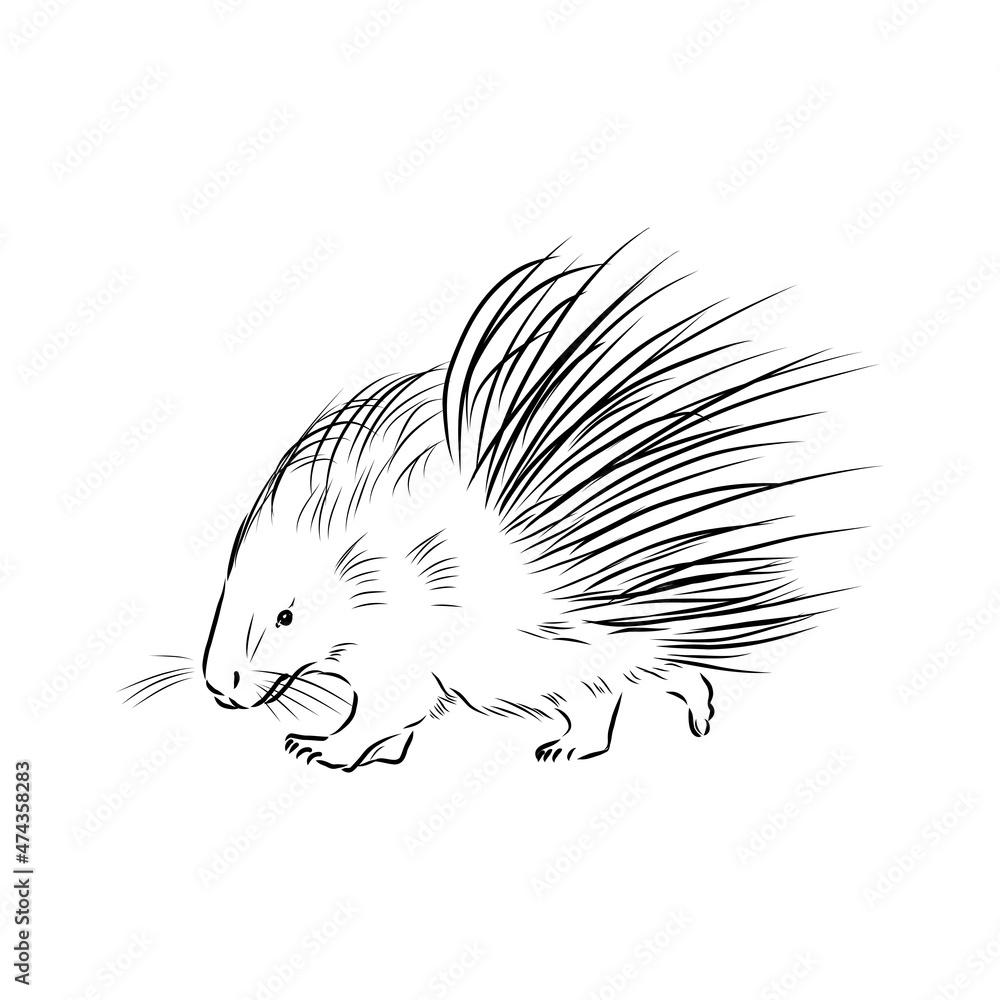 Porcupine illustration, drawing, engraving, ink, line art, vector Stock ...