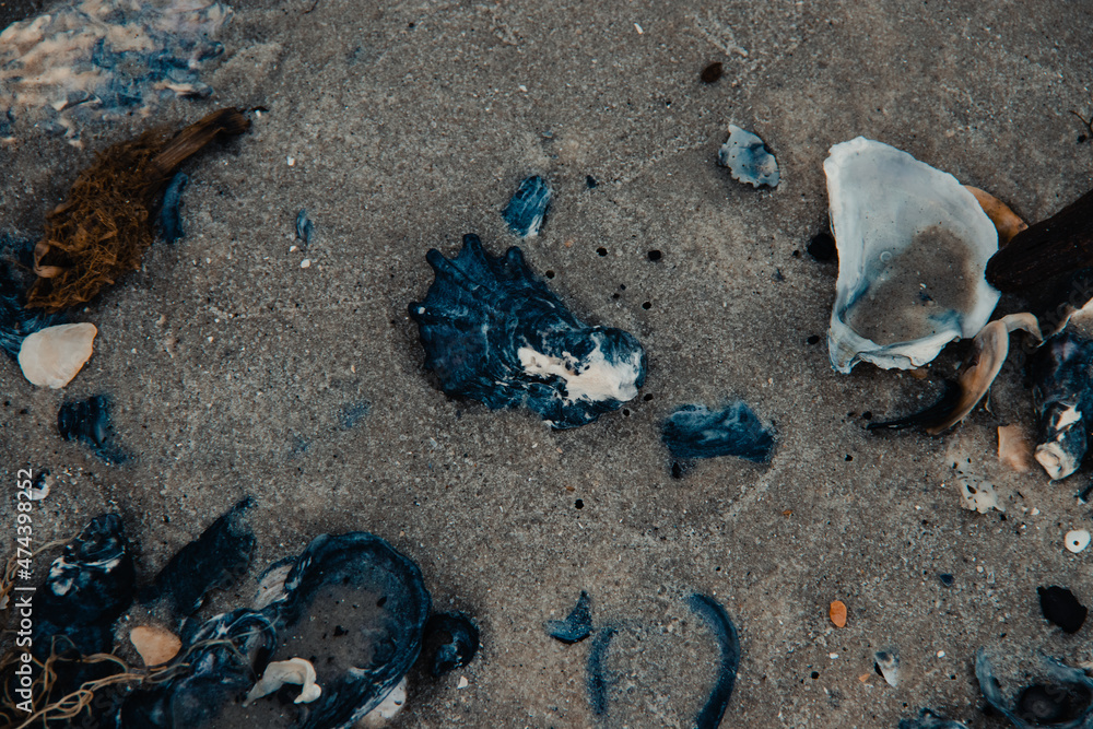 shell on beach Stock Photo | Adobe Stock