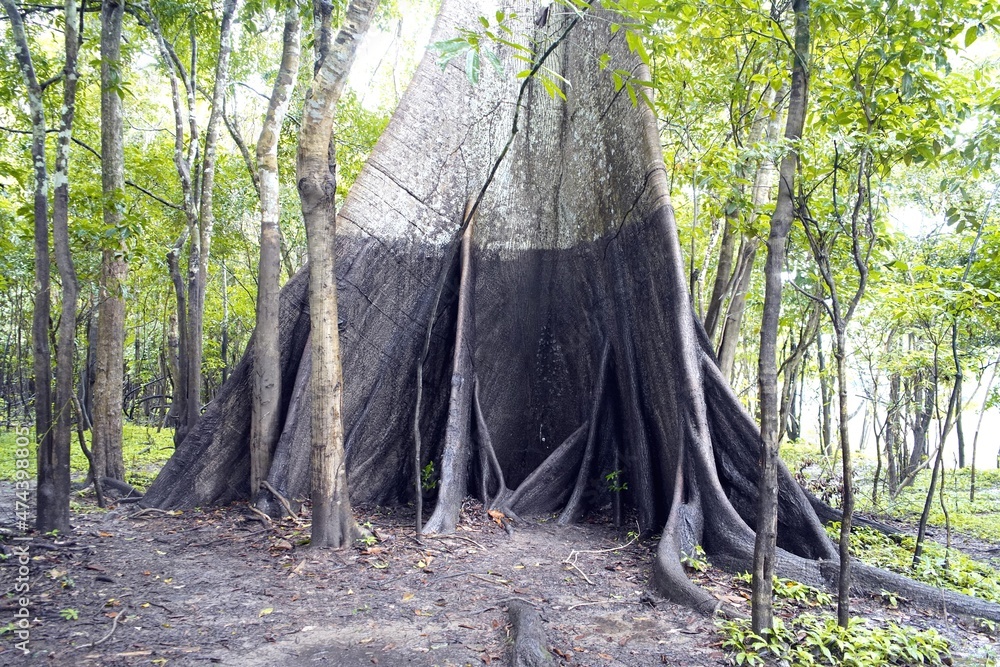 Samaúma tree (Ceiba pentandra) Malvaceae family. Amazon rainforest ...